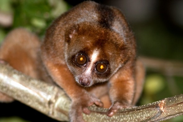 New Species of Slow Loris | Chris Hill Wildlife Photography