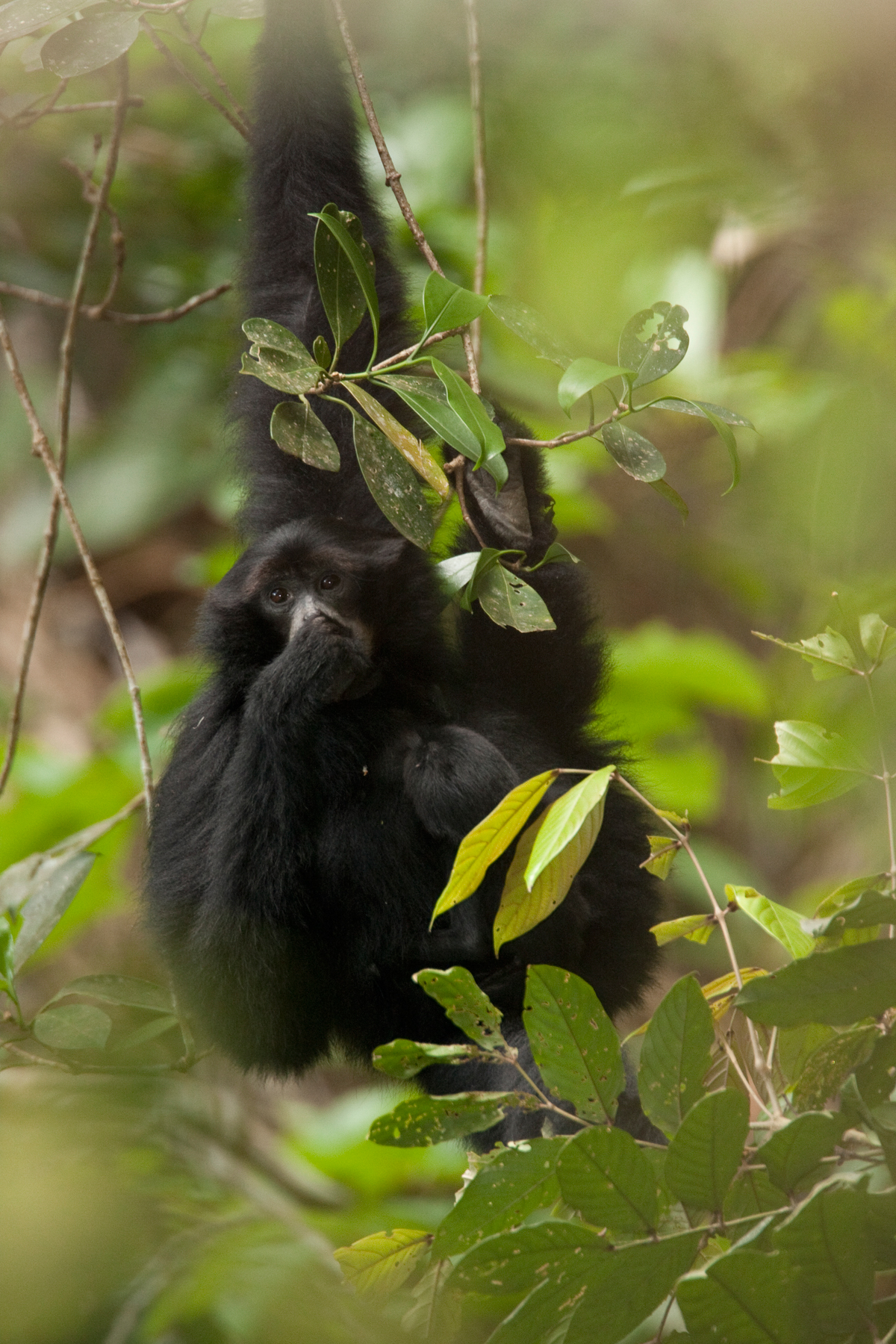 Siamang-gibbon-female-with-baby-(5) – Chris Hill Wildlife Photography
