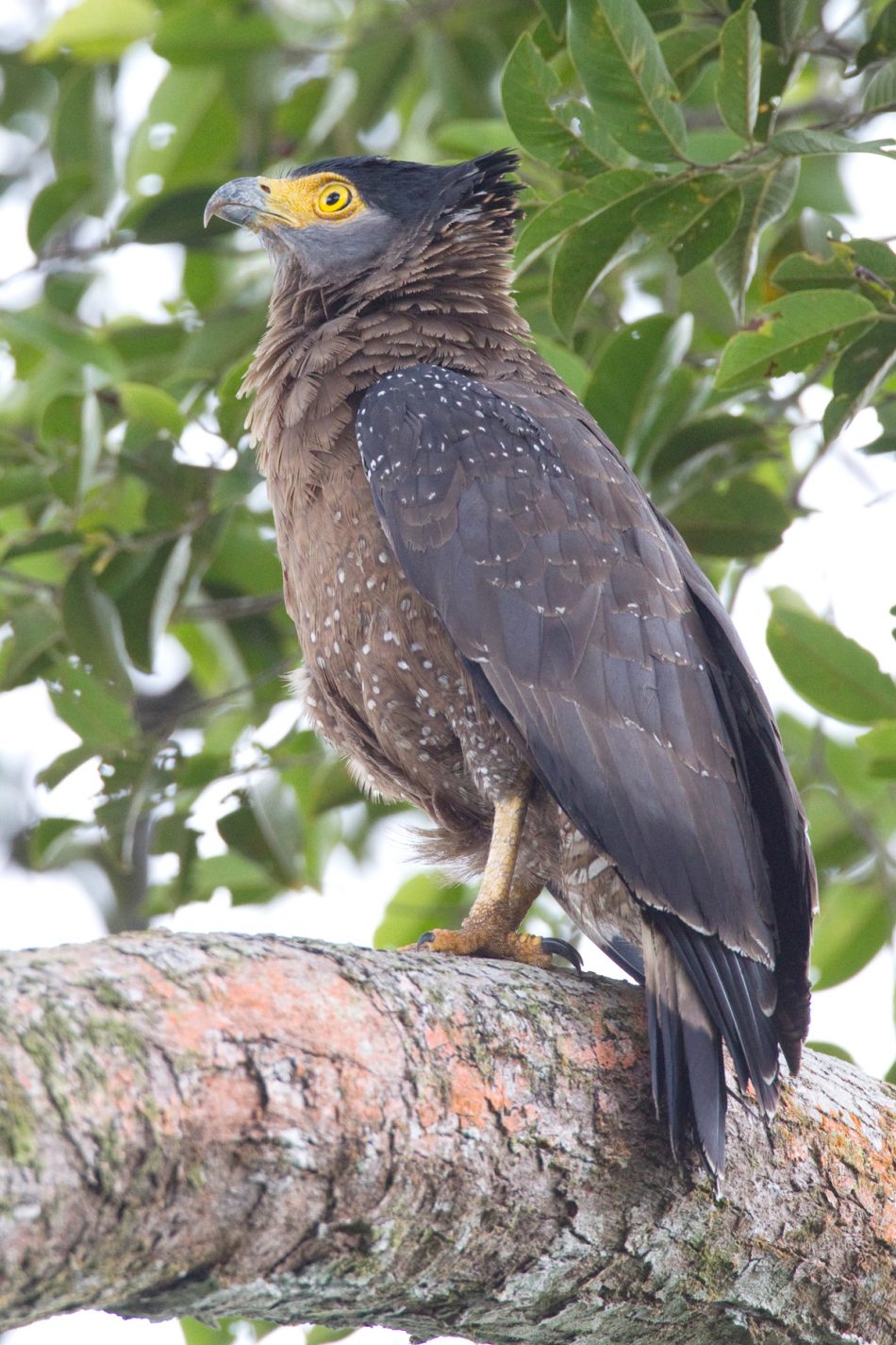 Crested-Serpent-Eagle-2 – Chris Hill Wildlife Photography
