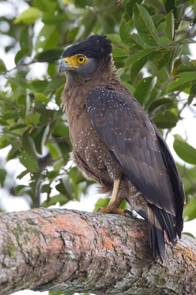 Crested-Serpent-Eagle-2 – Chris Hill Wildlife Photography