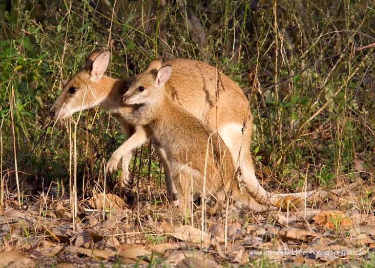 Wildlife in the Northern Territory (NT), Australia | Chris Hill ...