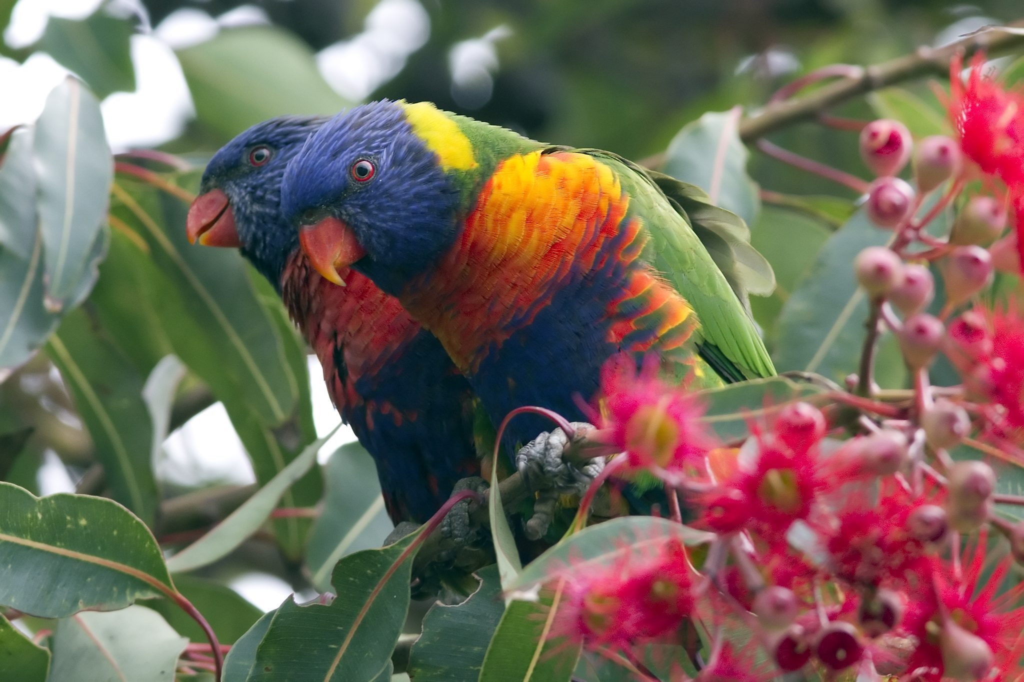 Wildlife in Victoria, Australia | Chris Hill Wildlife Photography