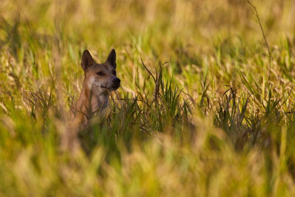Far North Queensland – Nov 2016 | Chris Hill Wildlife Photography
