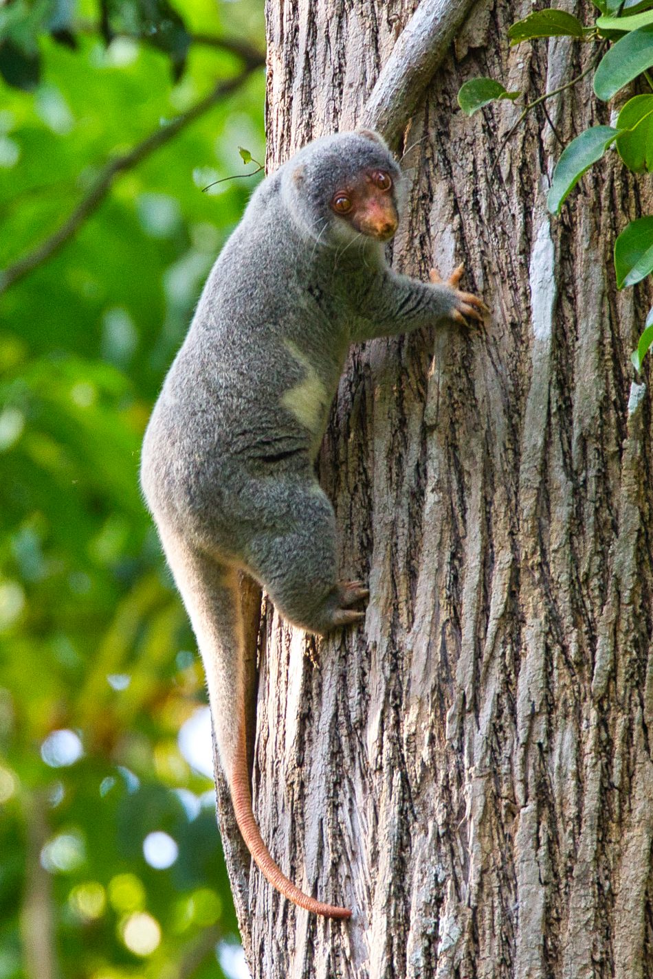 Far North Queensland – Nov 2016 | Chris Hill Wildlife Photography