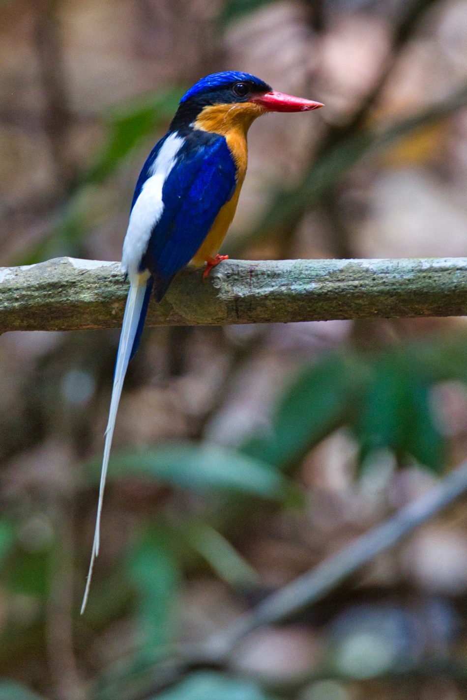 Far North Queensland – Nov 2016 | Chris Hill Wildlife Photography