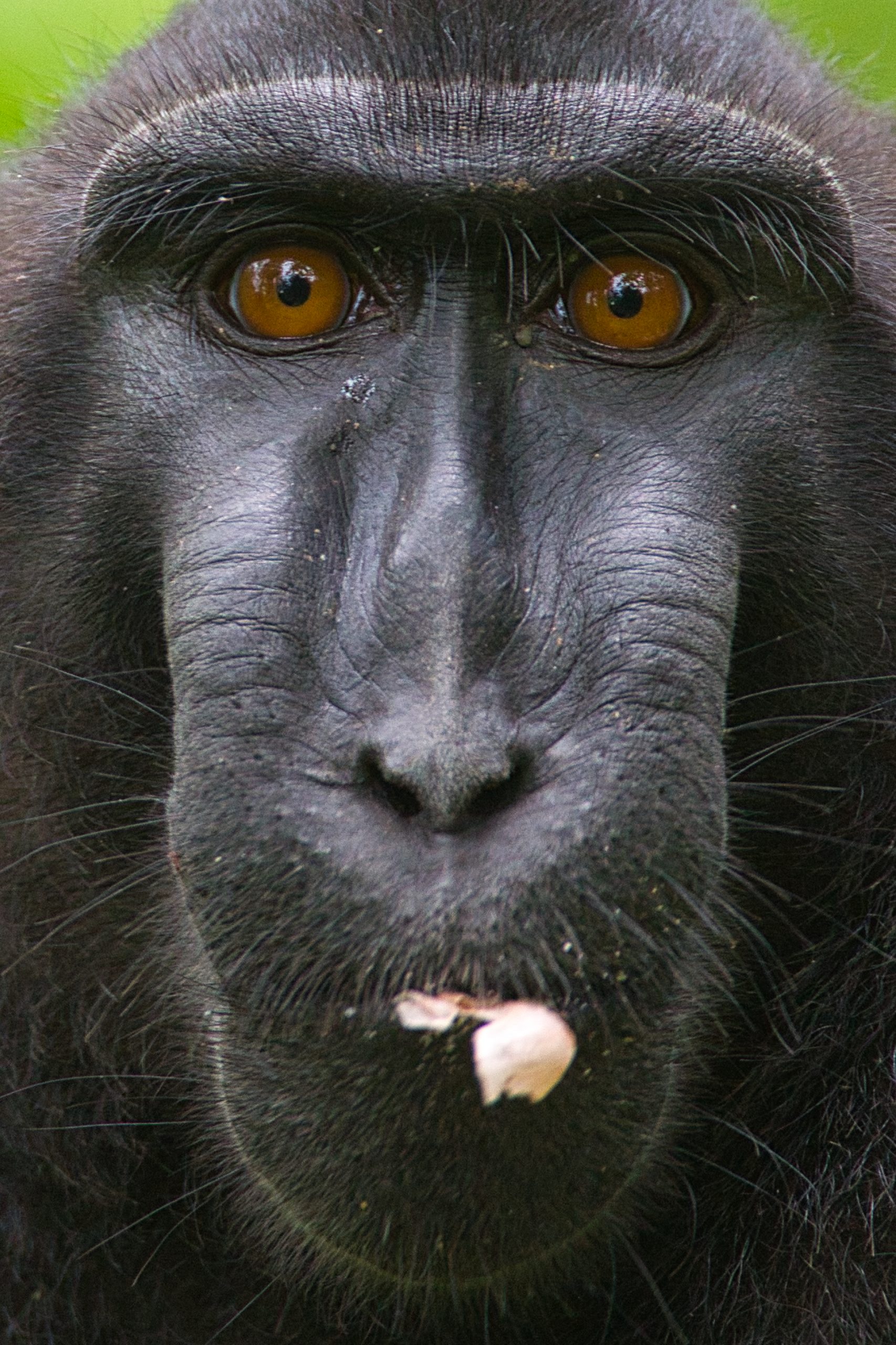 Primates | Chris Hill Wildlife Photography