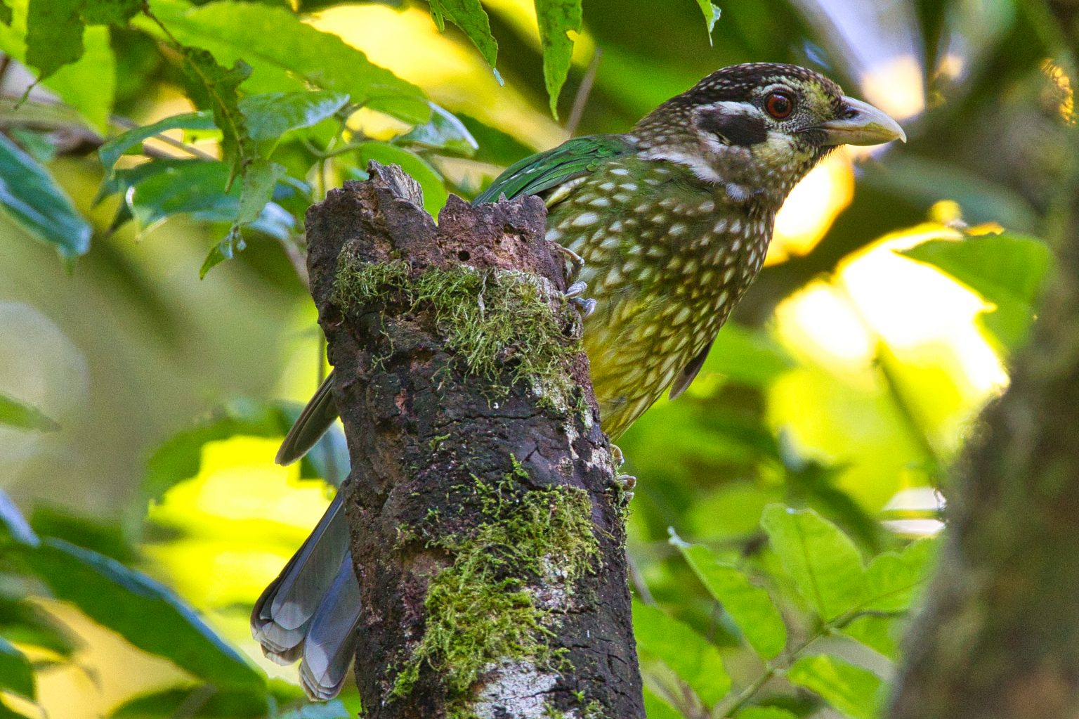 Far North Queensland – Nov 2016 | Chris Hill Wildlife Photography