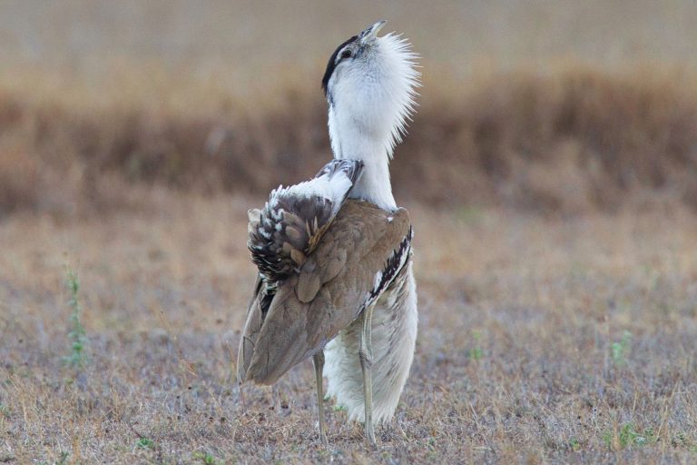 Far North Queensland – Nov 2016 | Chris Hill Wildlife Photography