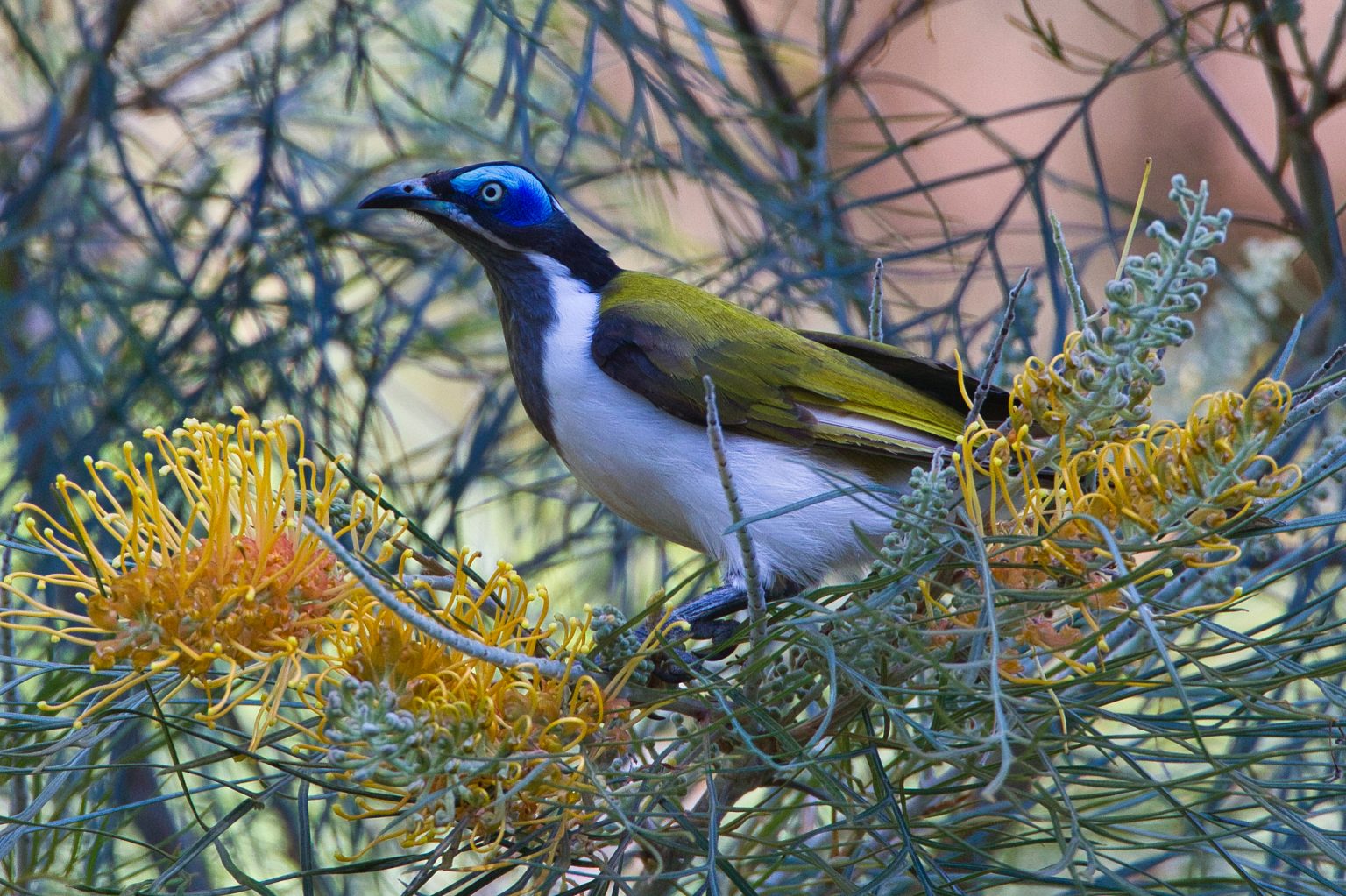 Far North Queensland – Nov 2016 | Chris Hill Wildlife Photography