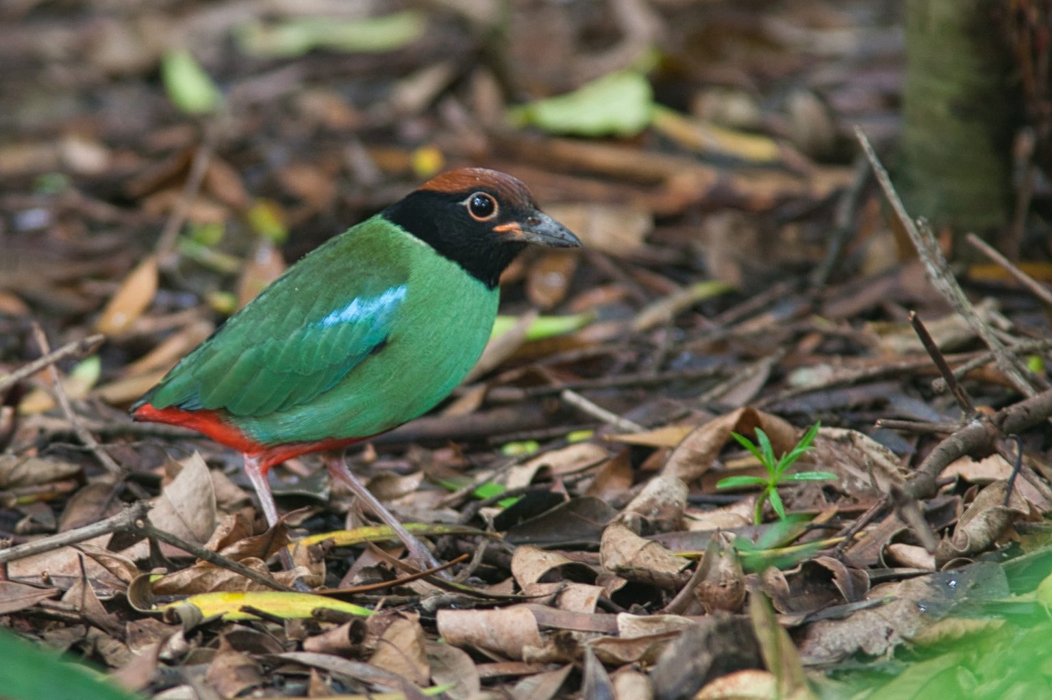 Pittas | Chris Hill Wildlife Photography