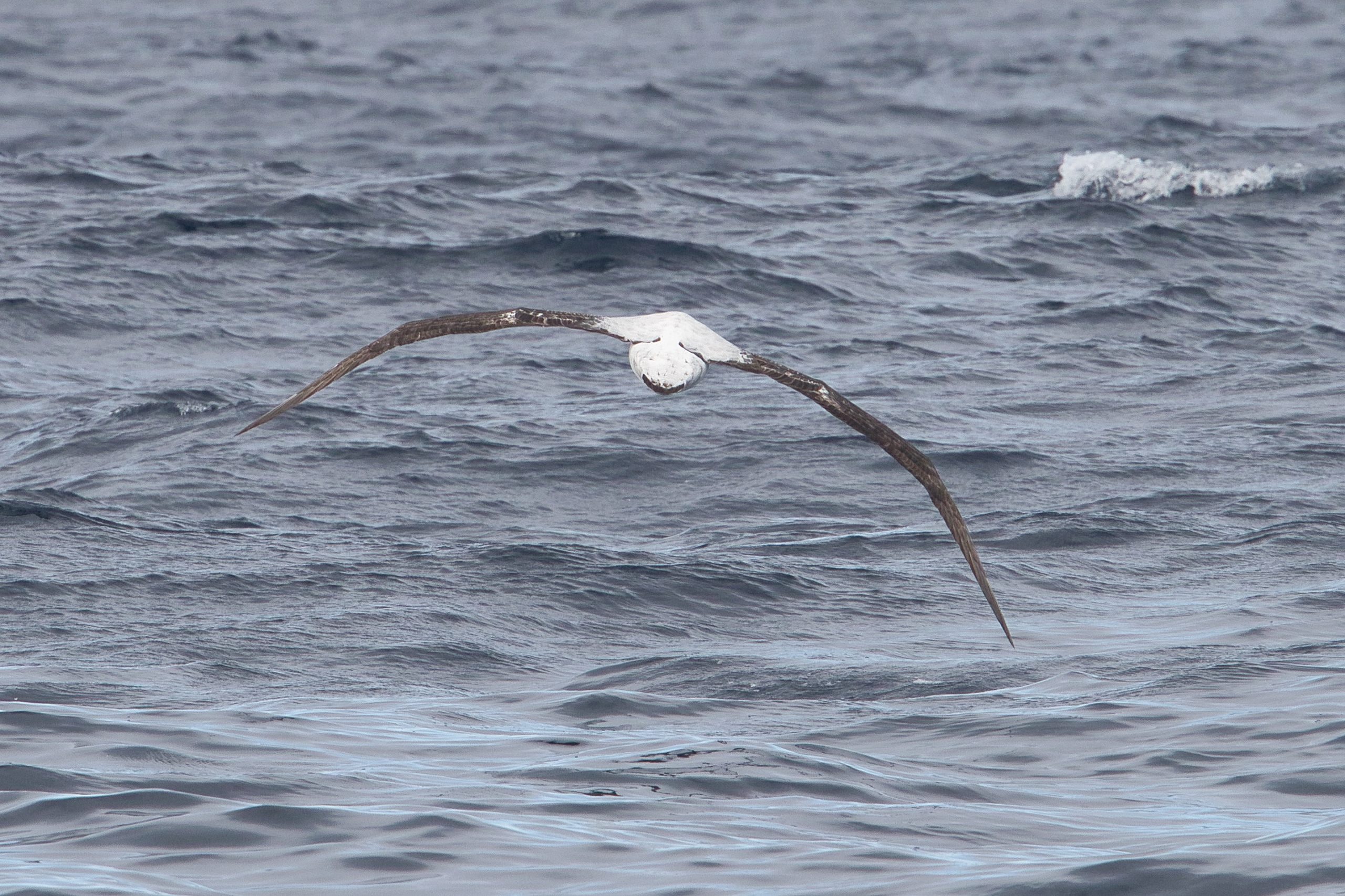 Albatross Identification Issues! | Chris Hill Wildlife Photography
