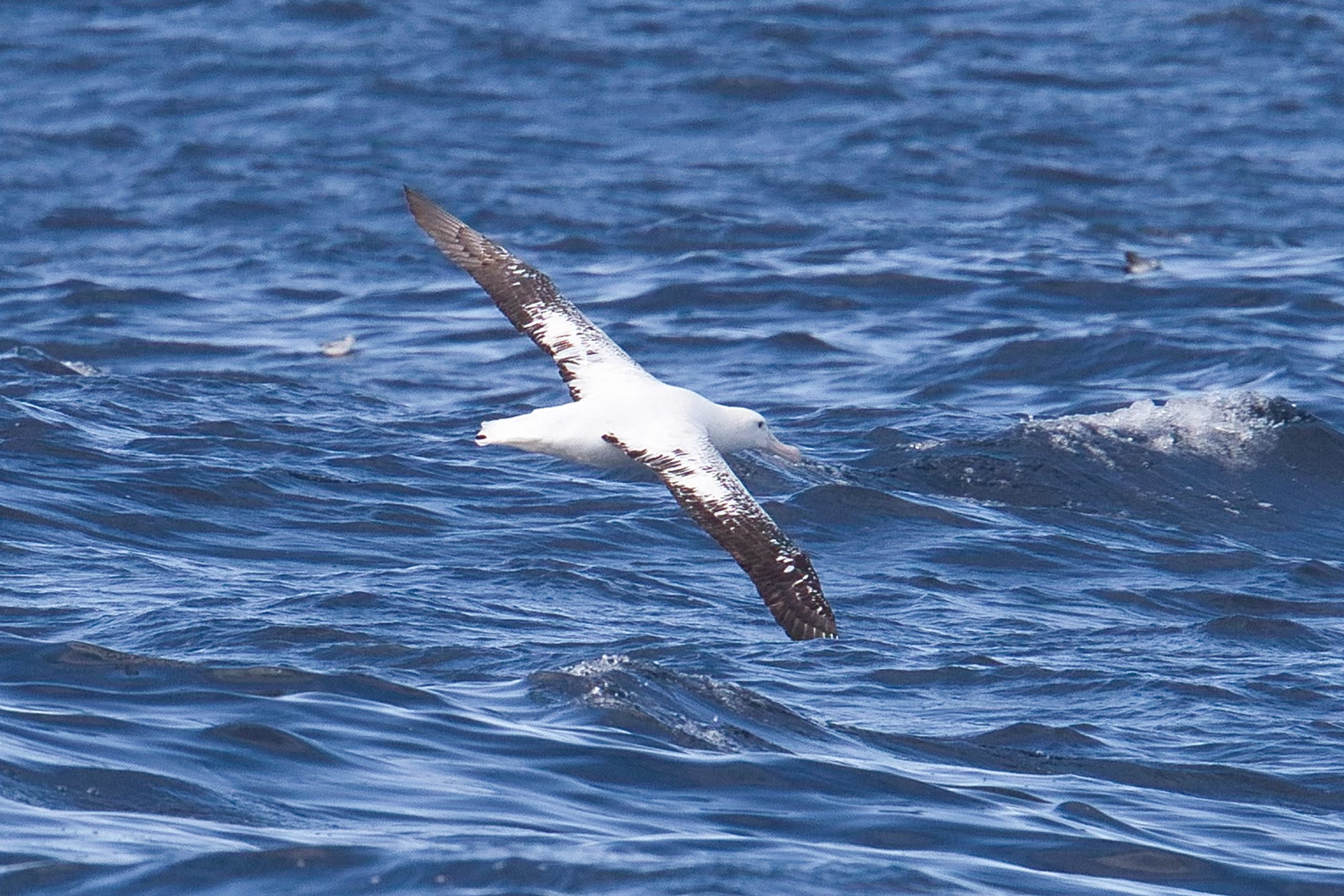 Albatross Identification Issues! | Chris Hill Wildlife Photography