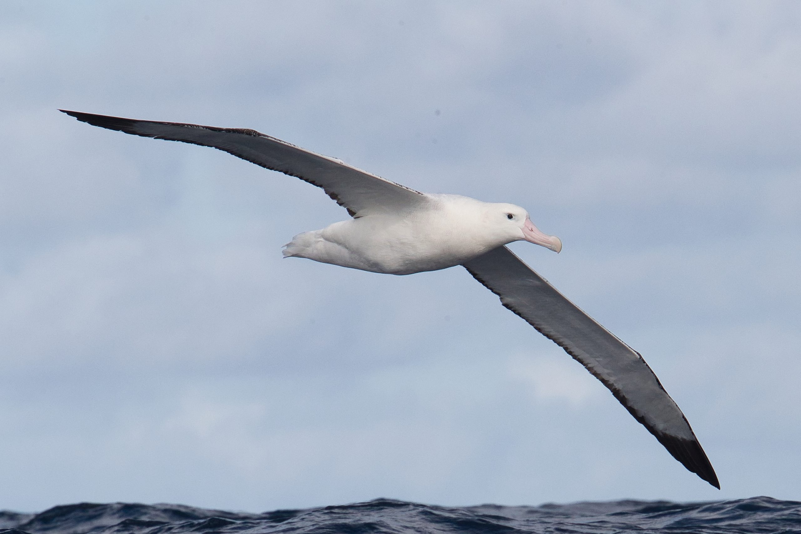 Albatross Identification Issues! | Chris Hill Wildlife Photography