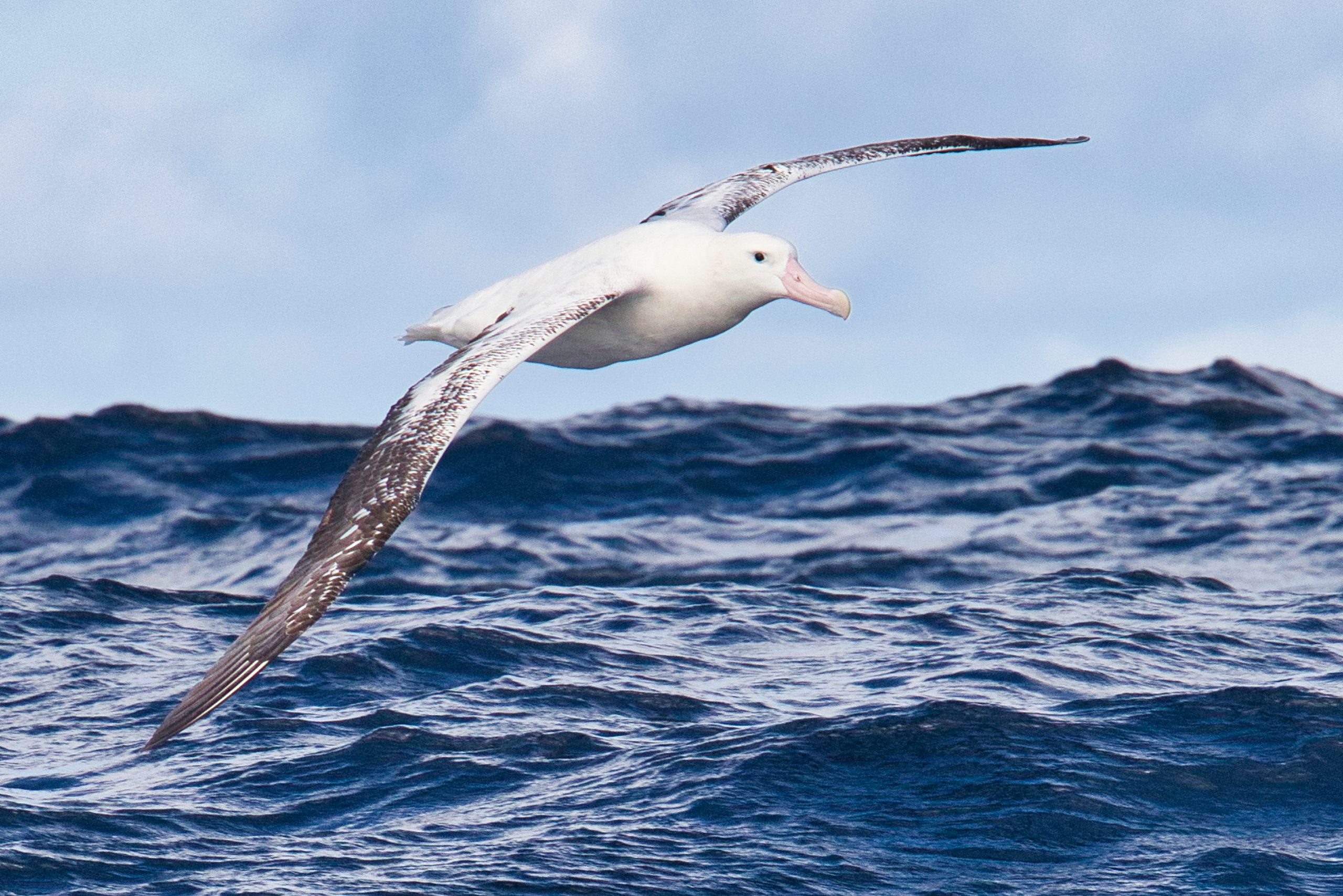 Albatross Identification Issues! | Chris Hill Wildlife Photography