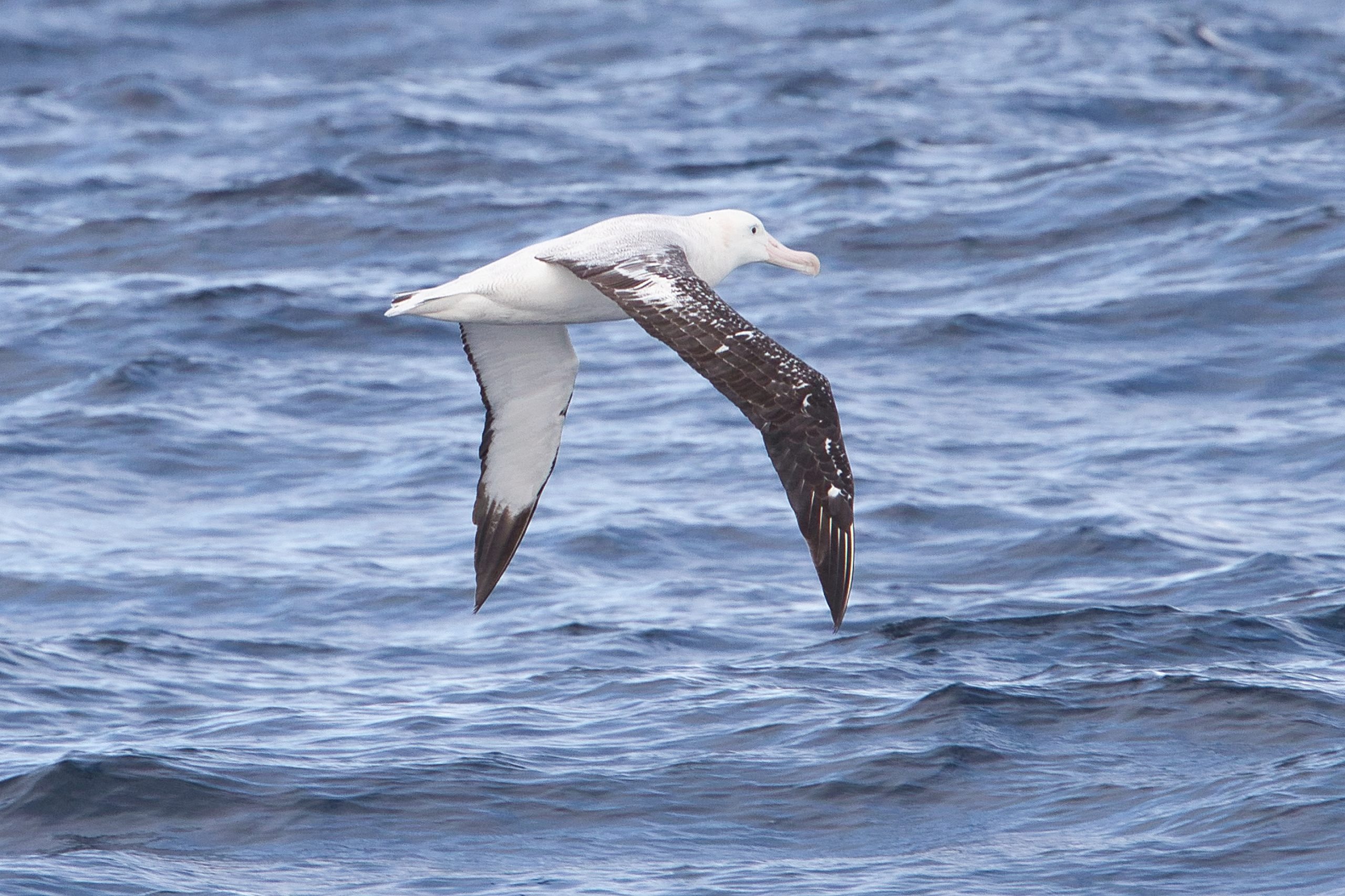 Albatross Identification Issues! | Chris Hill Wildlife Photography
